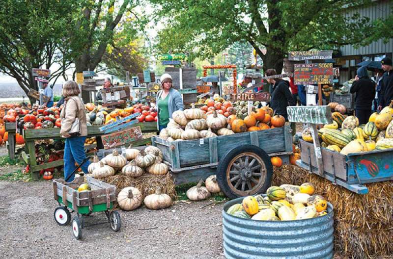Les meilleurs champs de citrouilles de l'Illinois | Enjoy Illinois