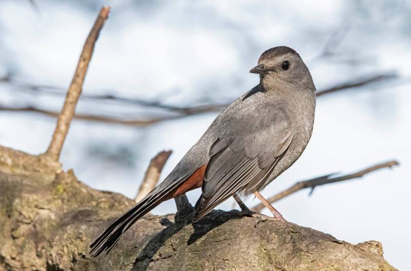 Bird Watching in Chicago | Enjoy Illinois